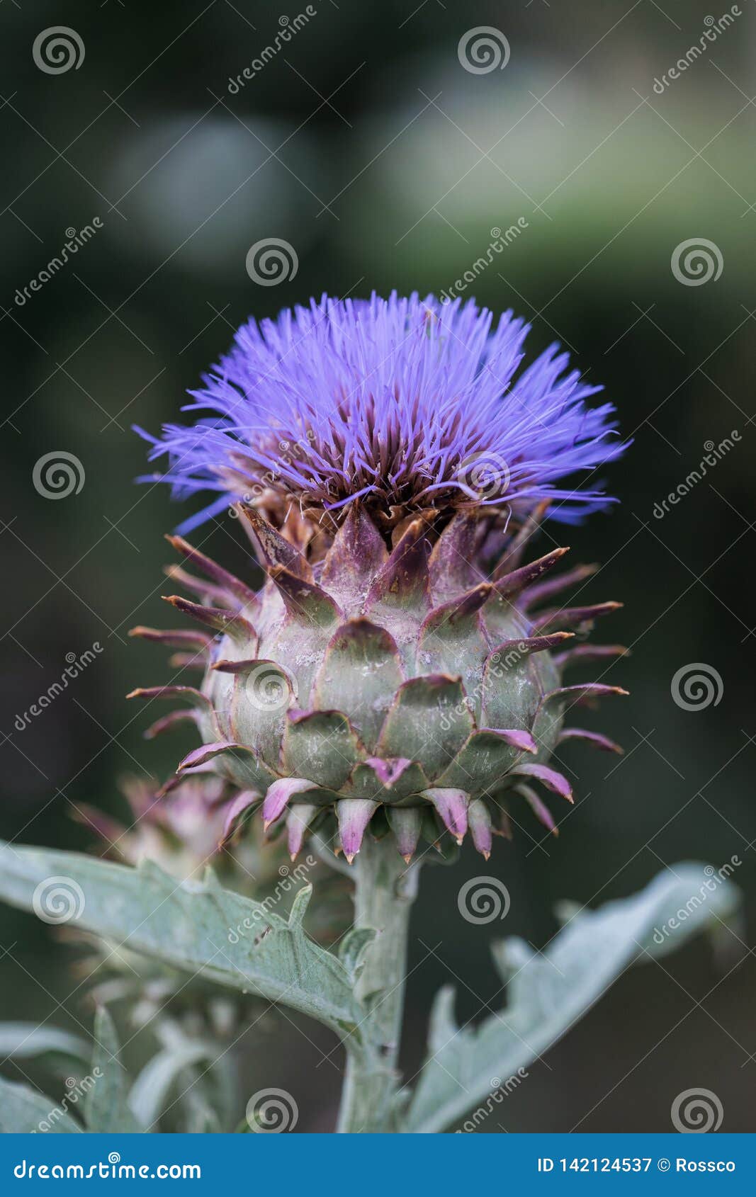 Purple Thistle Flower Closeup Stock Image - Image of purple, flower ...