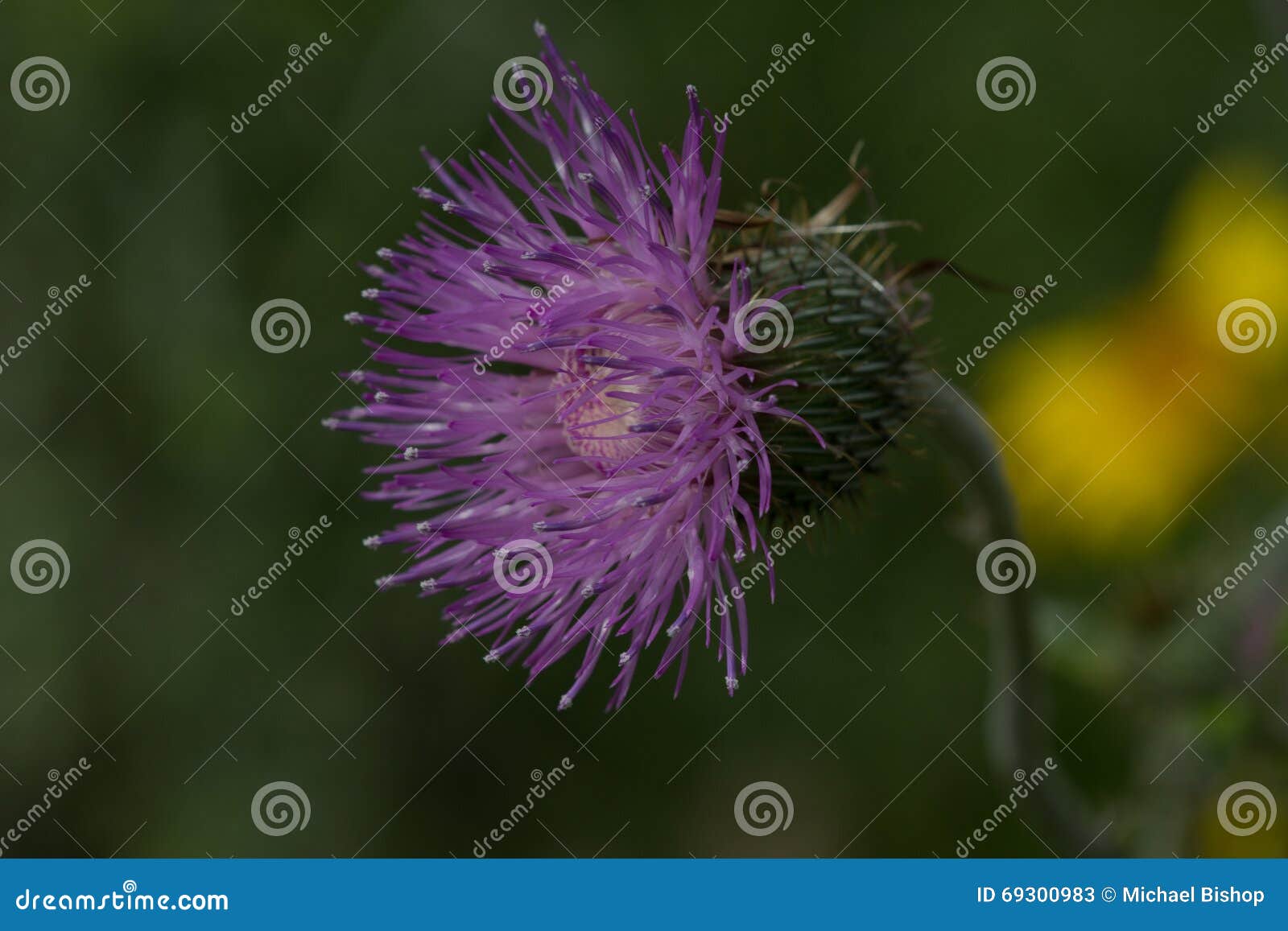Purple thistle flower stock image. Image of full, wildflower - 69300983