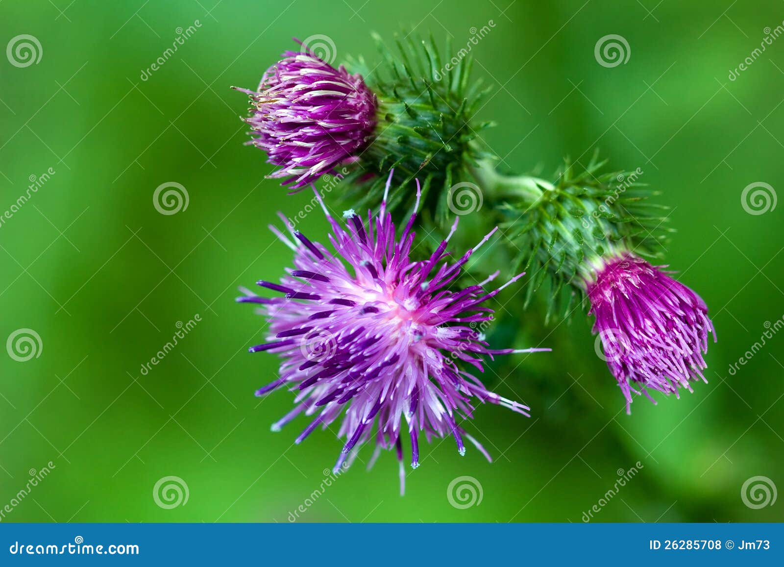 Purple thistle flowers stock photo. Image of blossom - 26285708