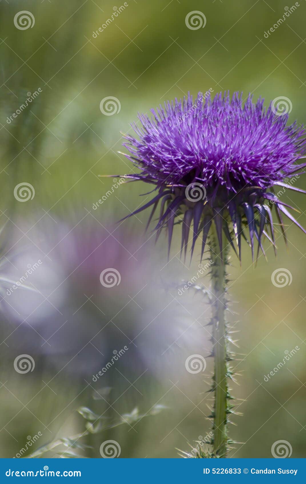 Purple Thistle on Green Background Stock Image - Image of purple ...