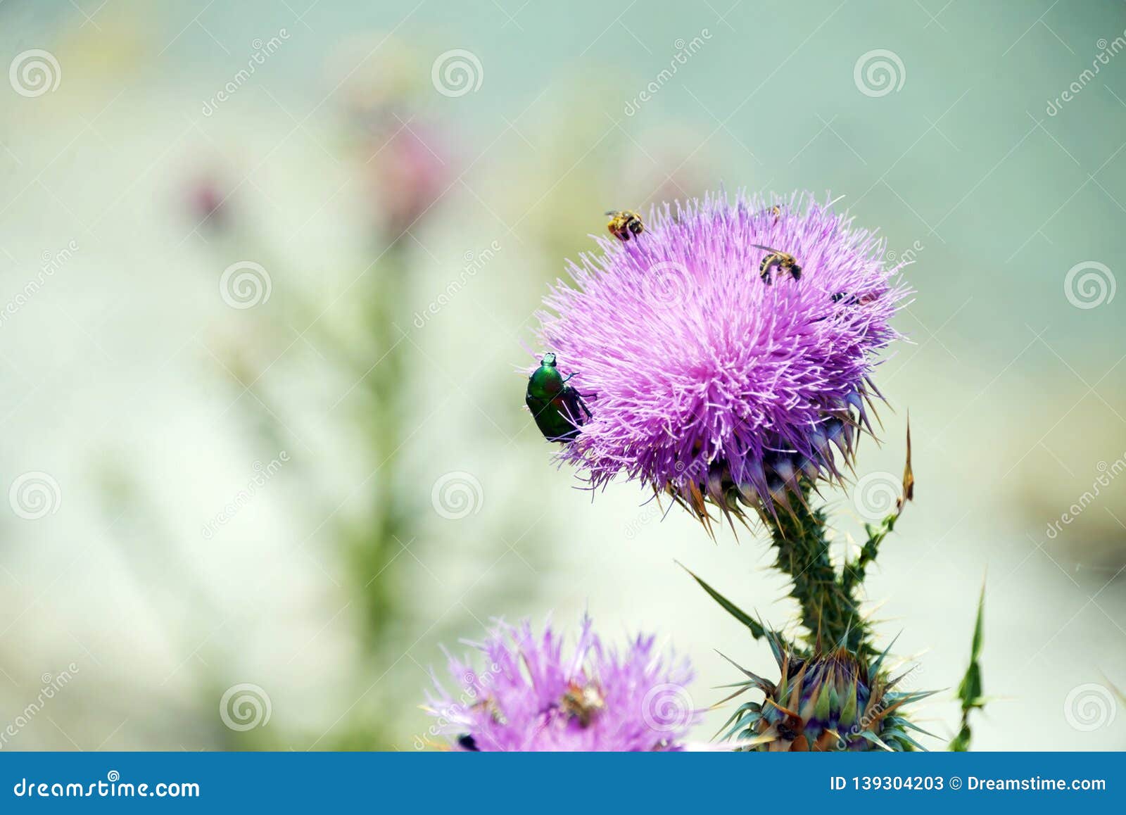 Purple Thistle with Insects on Top of it Stock Image - Image of beauty ...