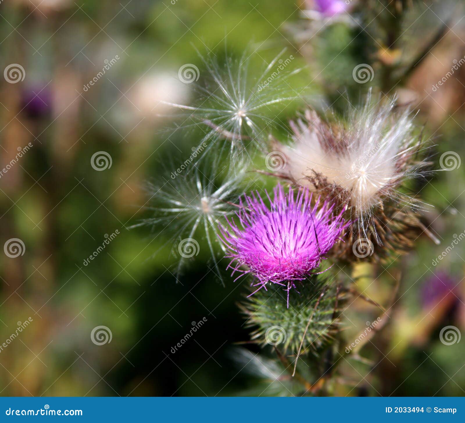 Purple Thistle Weeds stock photo. Image of macro, rural - 2033494 Purple Thistle Weeds stock photo. Image of macro, rural - 2033494