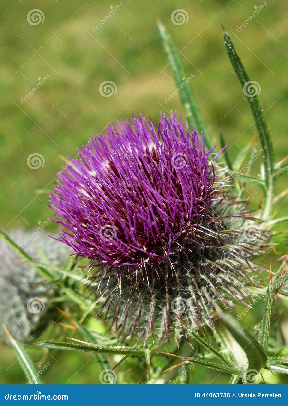 Purple Thistle Royalty-Free Stock Image | CartoonDealer.com #44063788