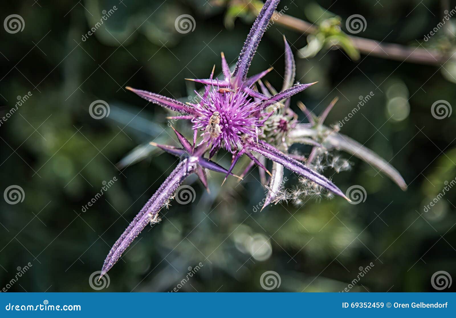 Purple Thorn stock image. Image of sharp, flower, life - 69352459