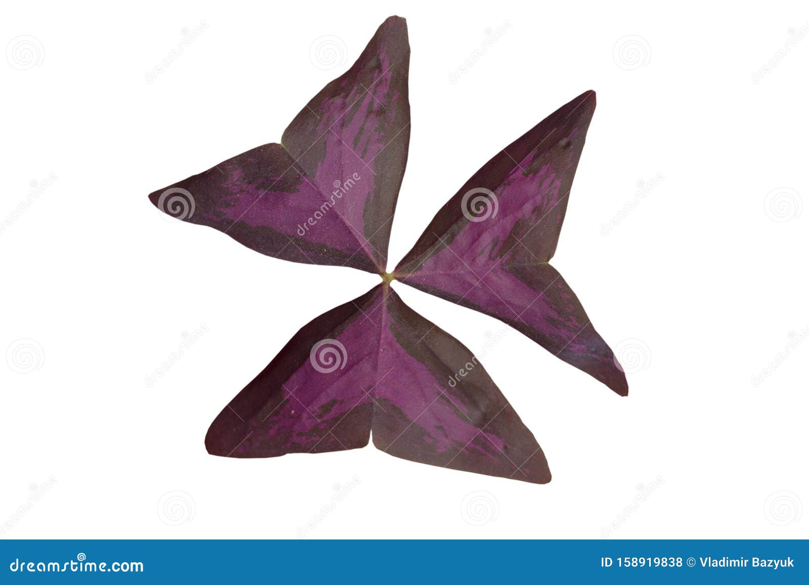 Leaf of Oxalis Triangularis,purple Three-leafed Leaves Isolated on ...