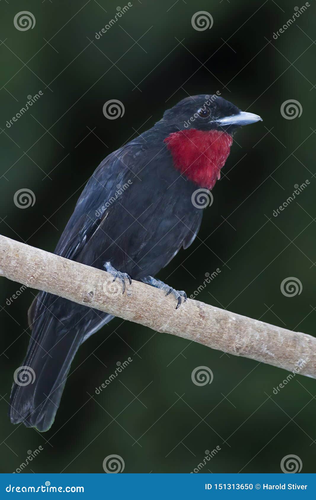 Purple-throated Fruitcrow, Querula Purpurata, Perched Stock Photo ...