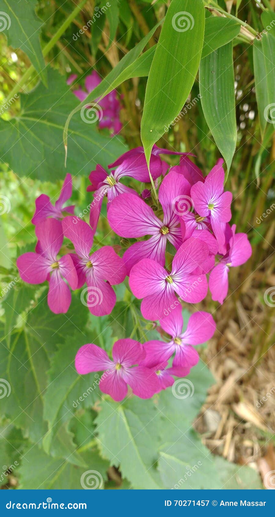 Purple Tiny Flowers Spring Delicate Stock Image - Image of delicate ...