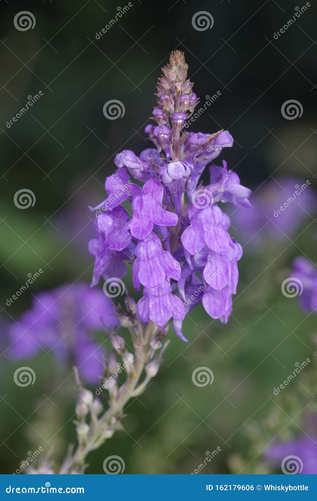 Purple Toadflax stock photo. Image of flower, gloucestershire - 162179606