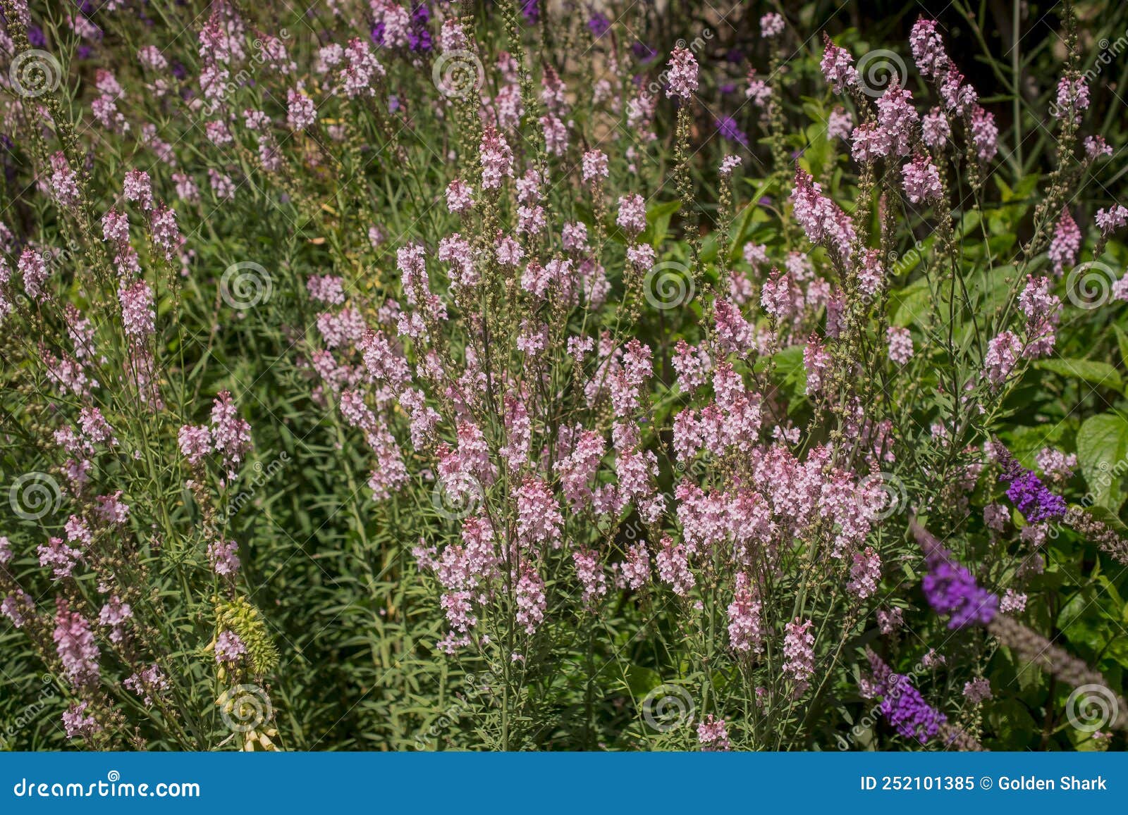 Purple Toadflax - Linaria Purpurea .Tall Purple Flower Stock Image ...