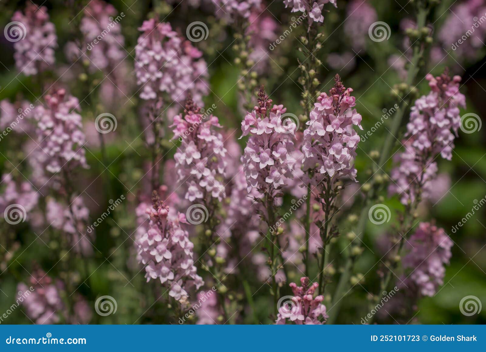 Purple Toadflax - Linaria Purpurea .Tall Purple Flower Stock Image ...