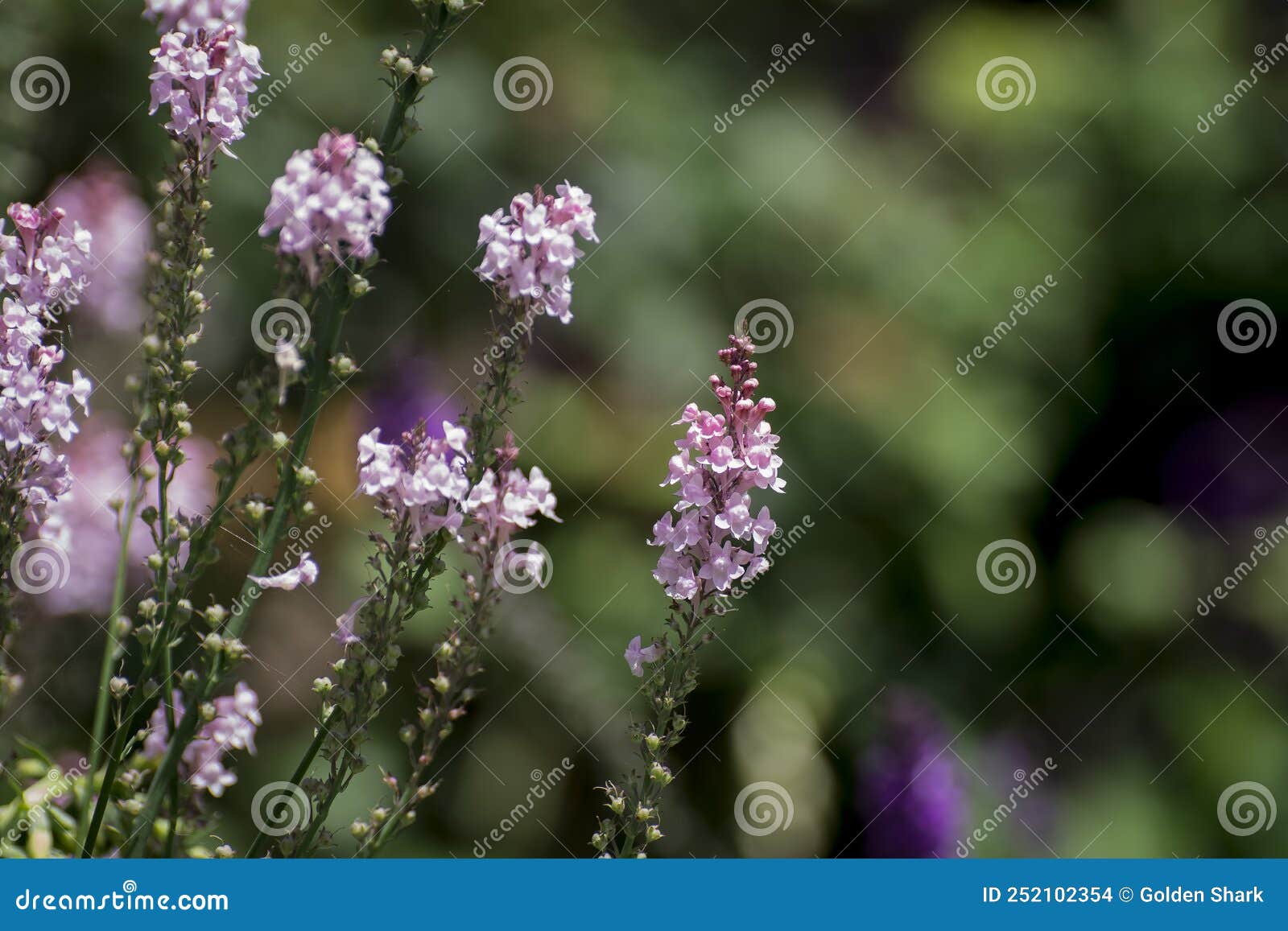 Purple Toadflax - Linaria Purpurea .Tall Purple Flower Stock Photo ...