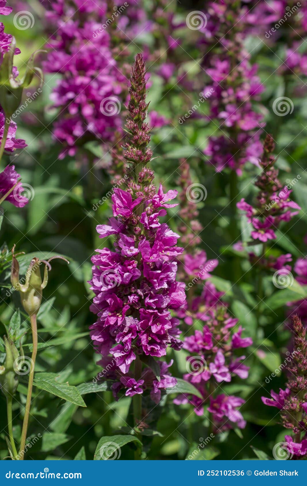 Purple Toadflax - Linaria Purpurea .Tall Purple Flower Stock Photo ...