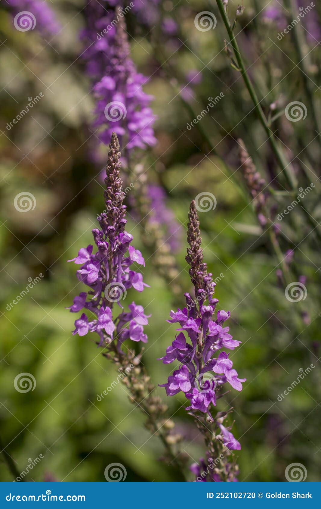 Purple Toadflax - Linaria Purpurea .Tall Purple Flower Stock Photo ...