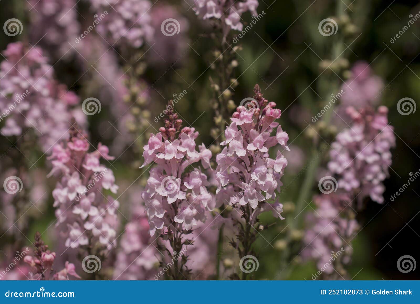Purple Toadflax - Linaria Purpurea .Tall Purple Flower Stock Image ...