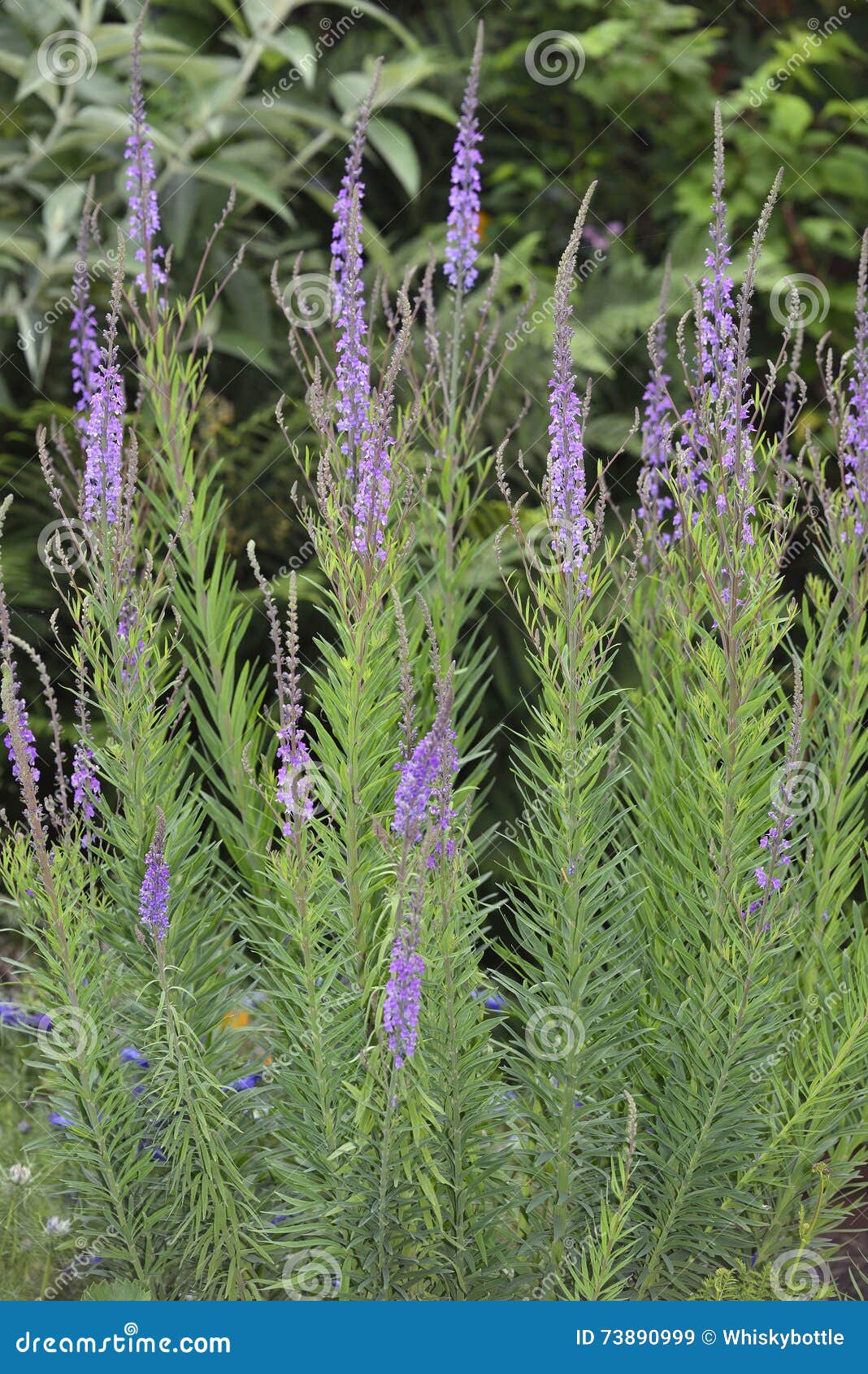 Purple Toadflax stock image. Image of british, plant - 73890999