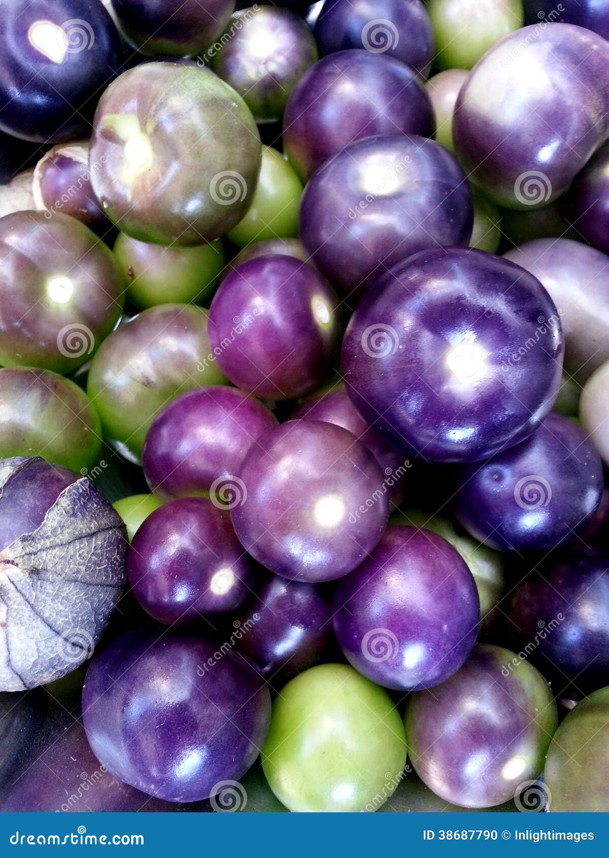 Purple Tomatillo stock photo. Image of cape, garden, jamberry - 38687790