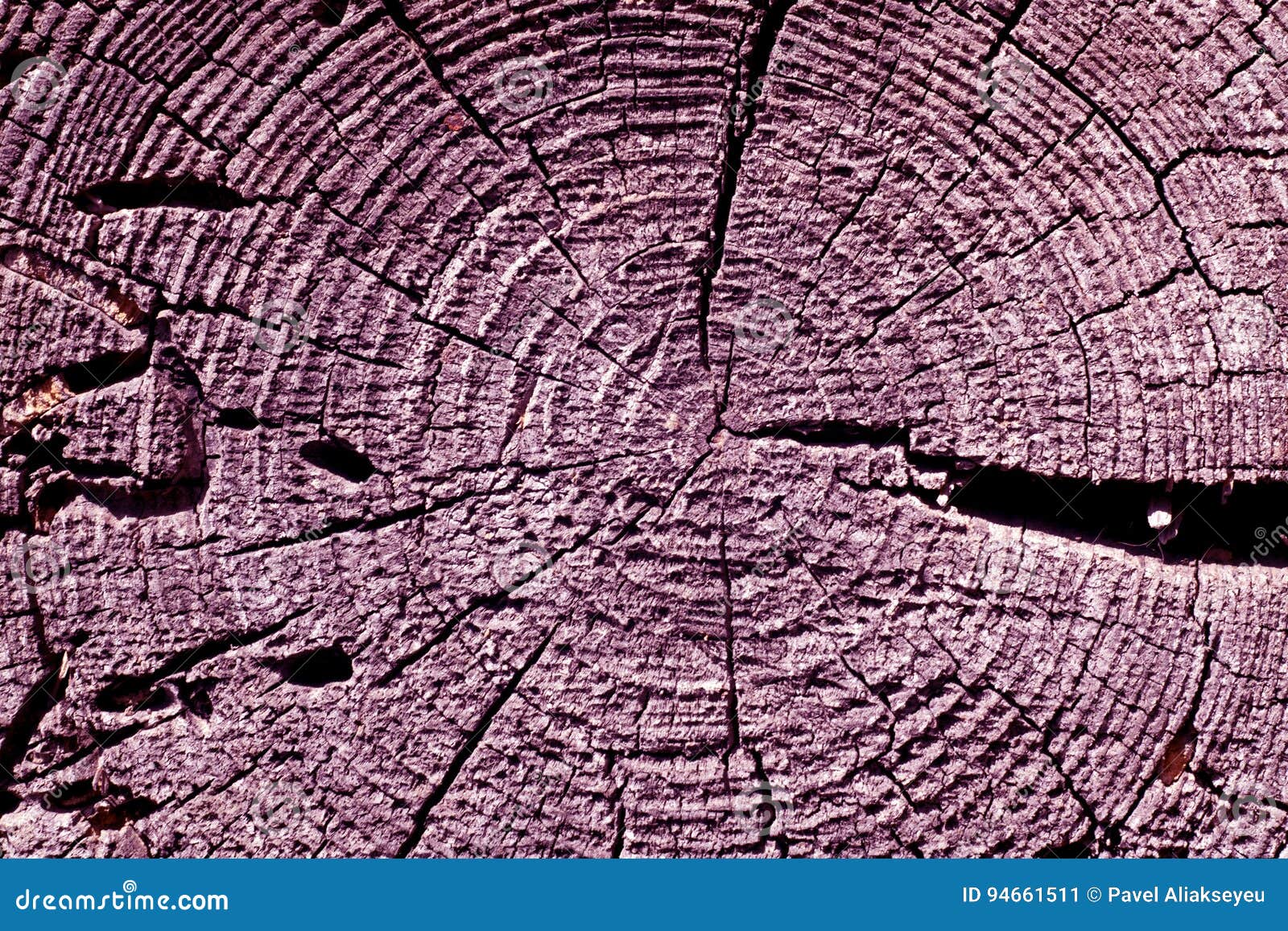 Purple Toned Old Tree Cut Texture. Stock Image - Image of plant ...