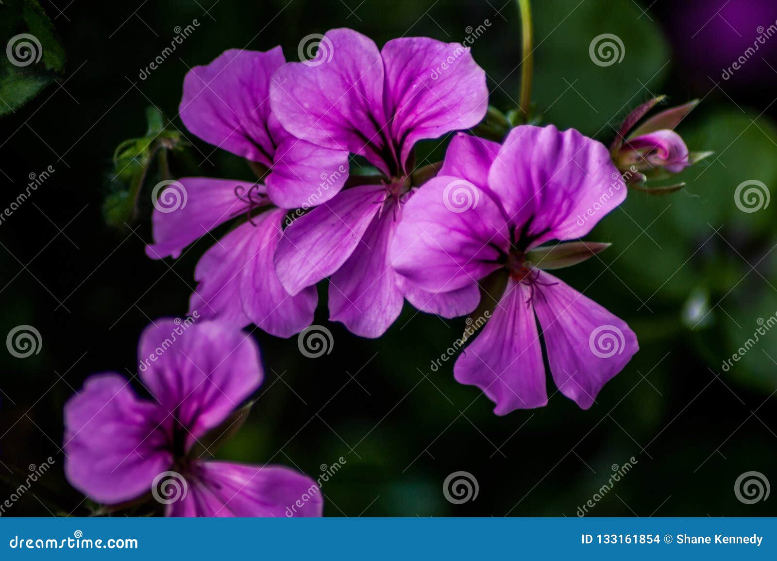 Purple Trailing Geraniums stock photo. Image of summer - 133161854