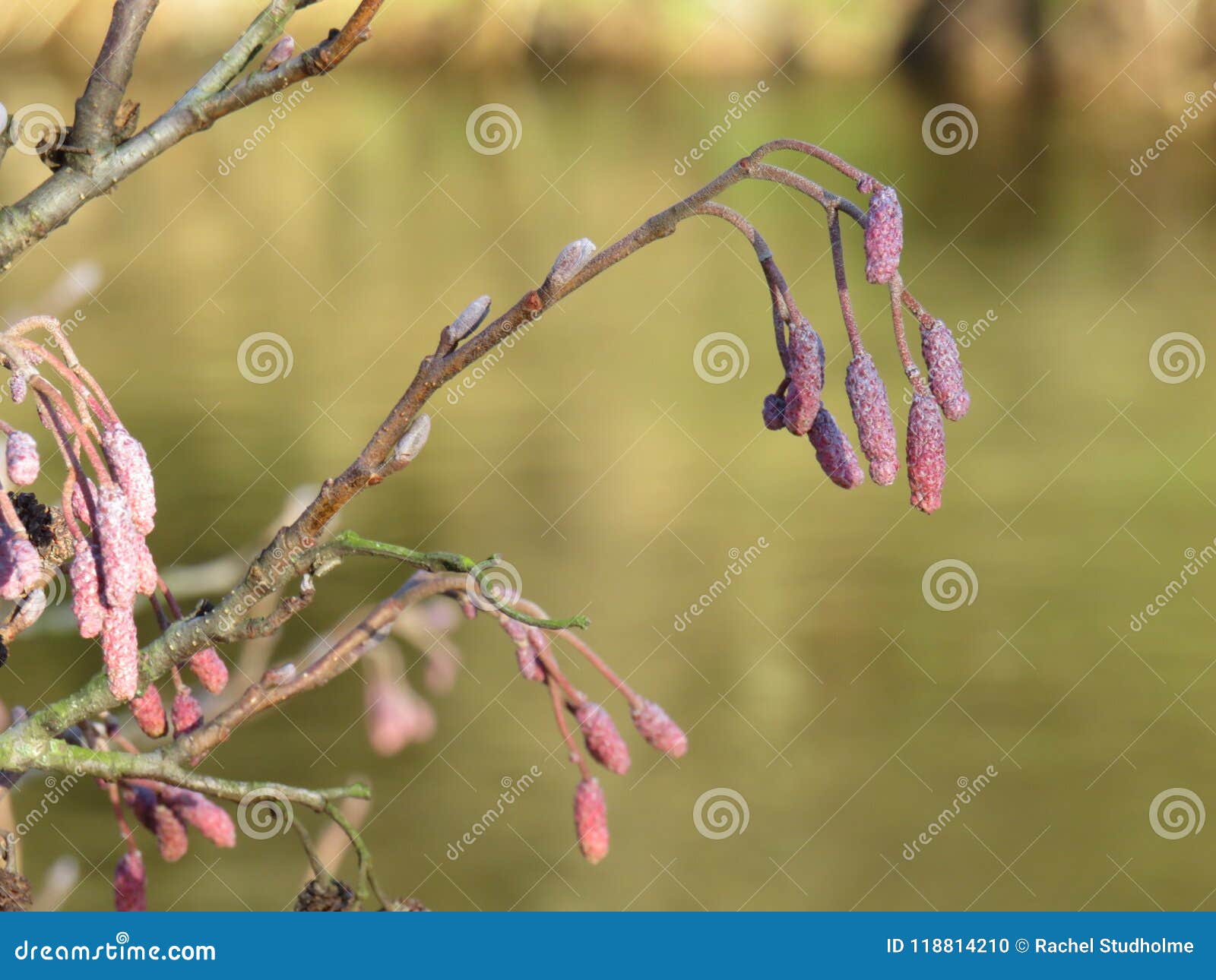 Purple buds stock photo. Image of buds, outdoors, tree - 118814210
