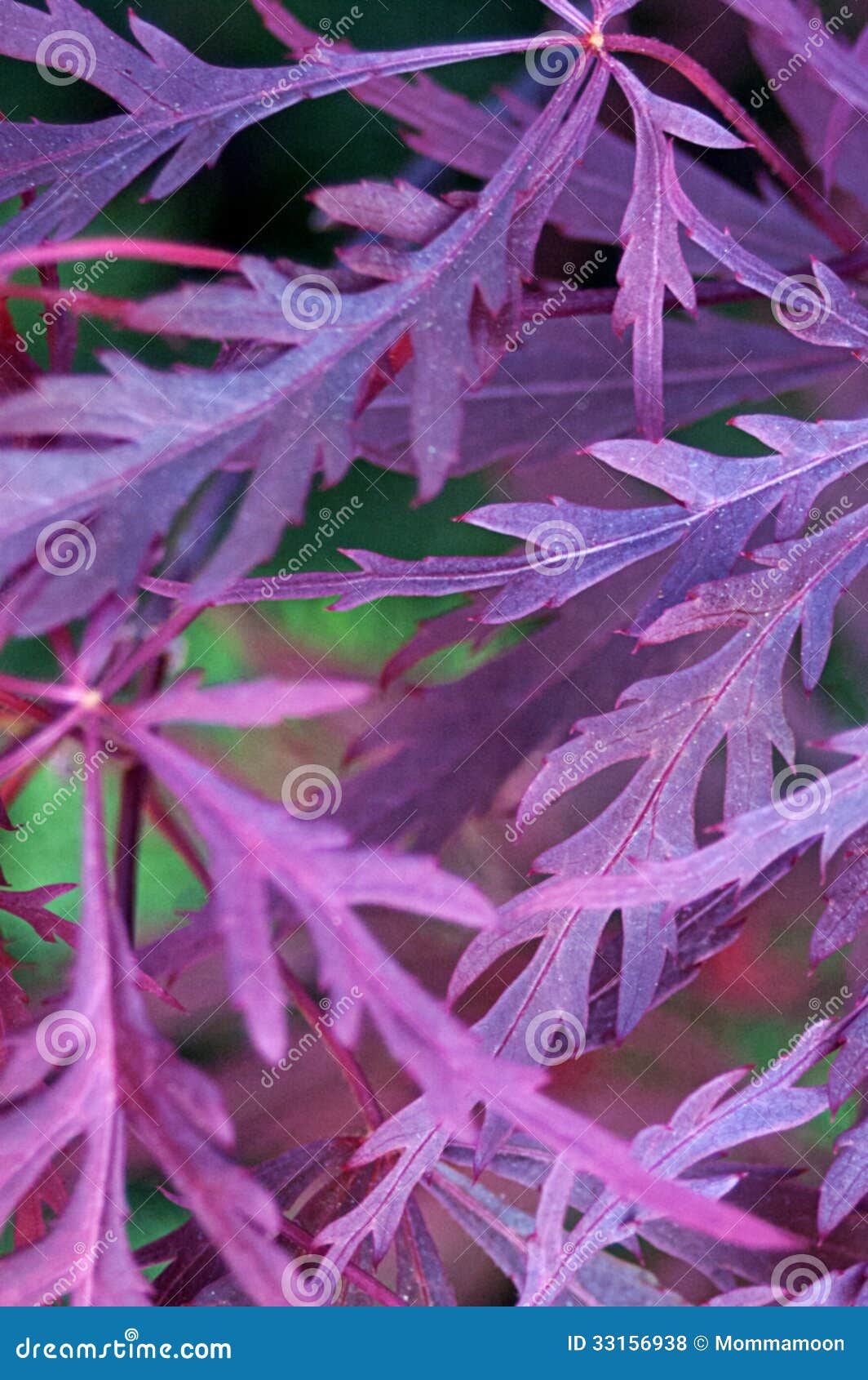Purple Sky And A Tree In The Midle Of A Corn Field Royalty-Free Stock ...