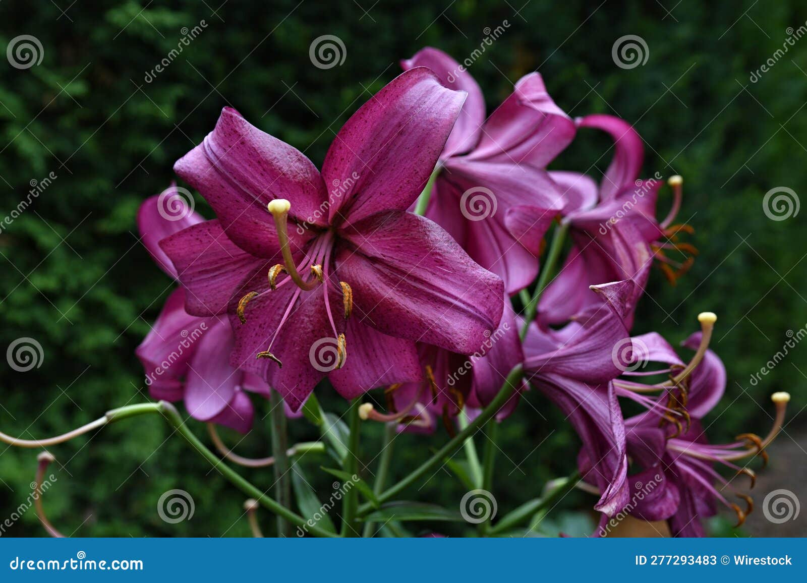 Purple Tree Lily on a Dark Background Close Up Stock Image - Image of ...