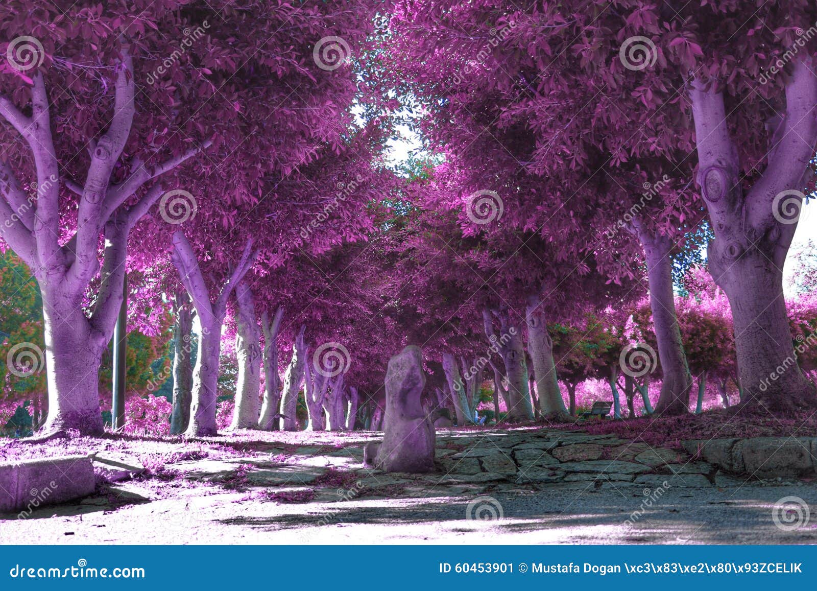 Purple Trees stock image. Image of dream, dreamland, pink - 60453901