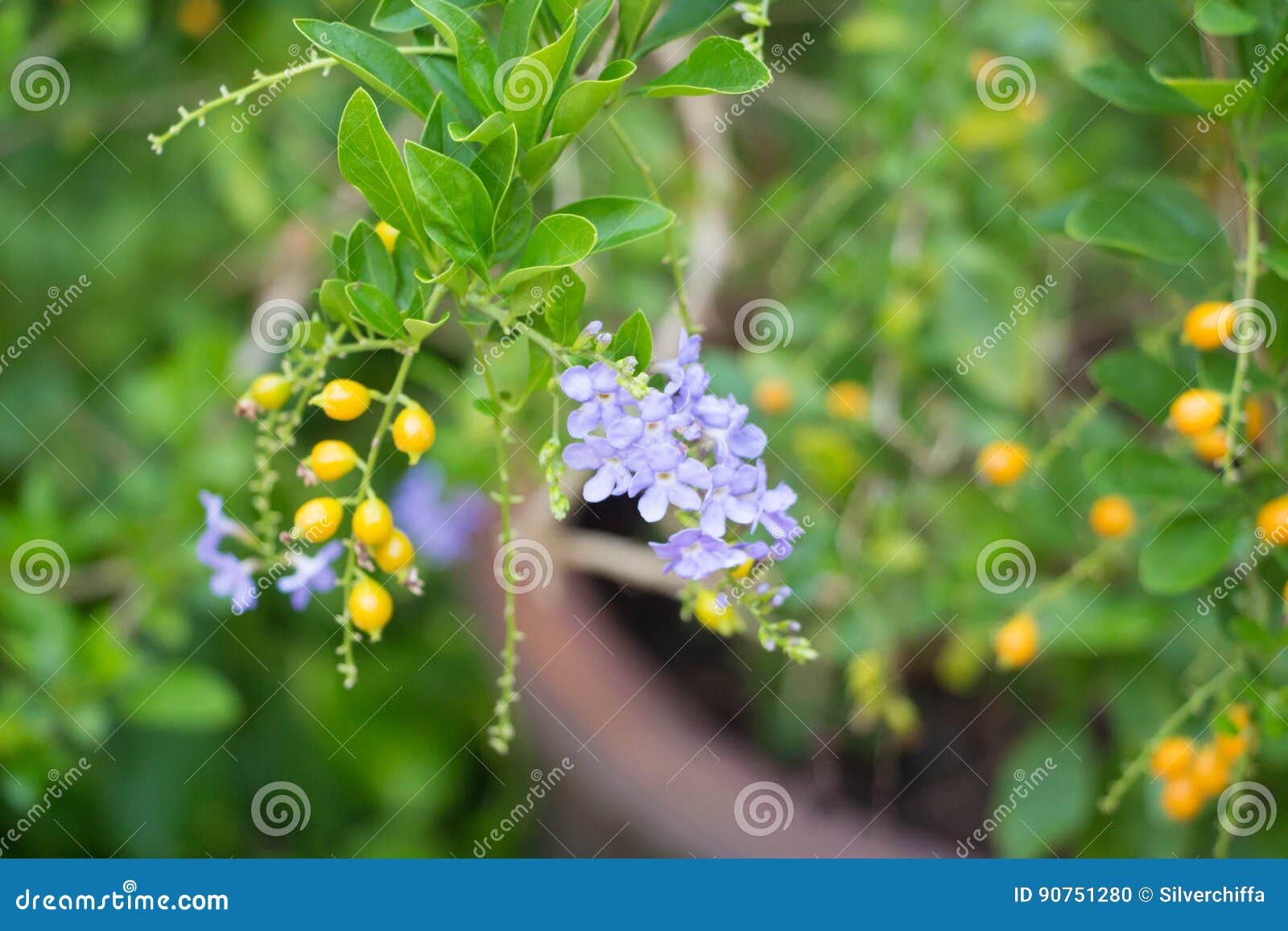Purple Tropical Flower Duranta Stock Photo - Image of east, bush: 90751280
