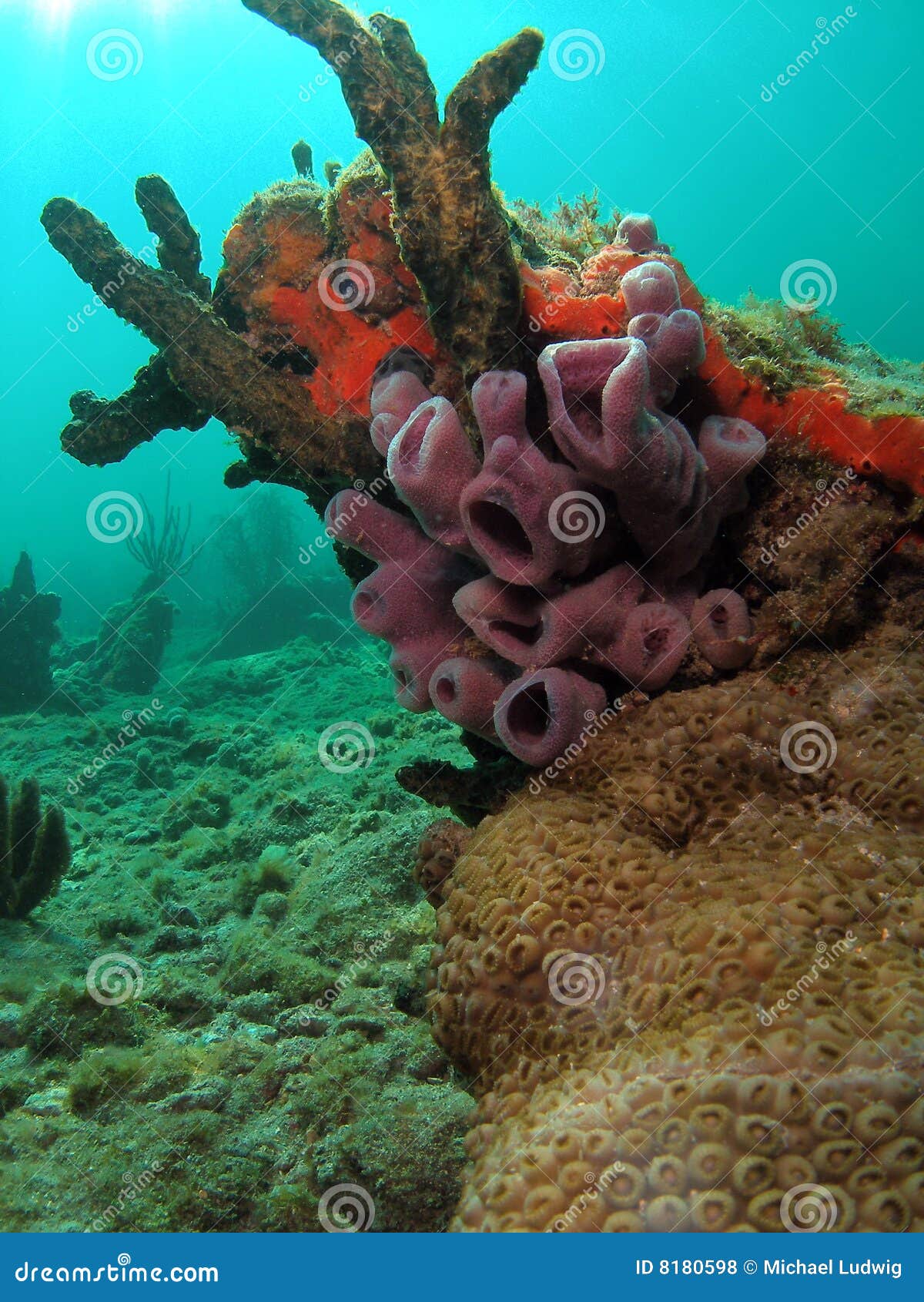 Purple Tube Sponge stock photo. Image of underwater, coral - 8180598