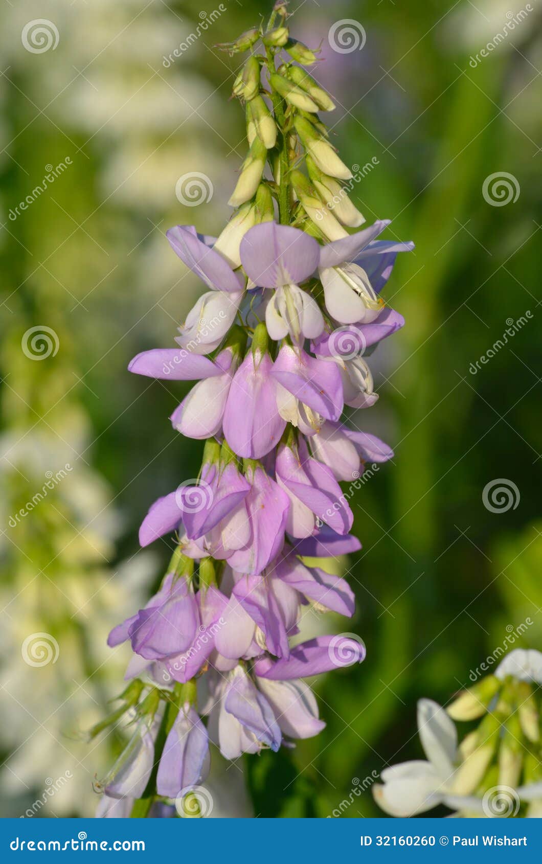 Purple tufted vetch stock photo. Image of freshness, cracca - 32160260