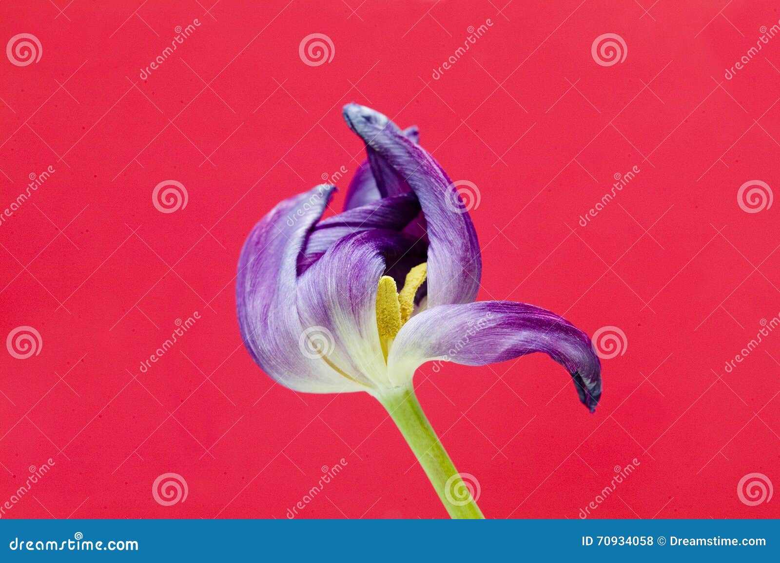 Purple Tulip Cerise Background Stock Photo - Image of yellow, orange ...