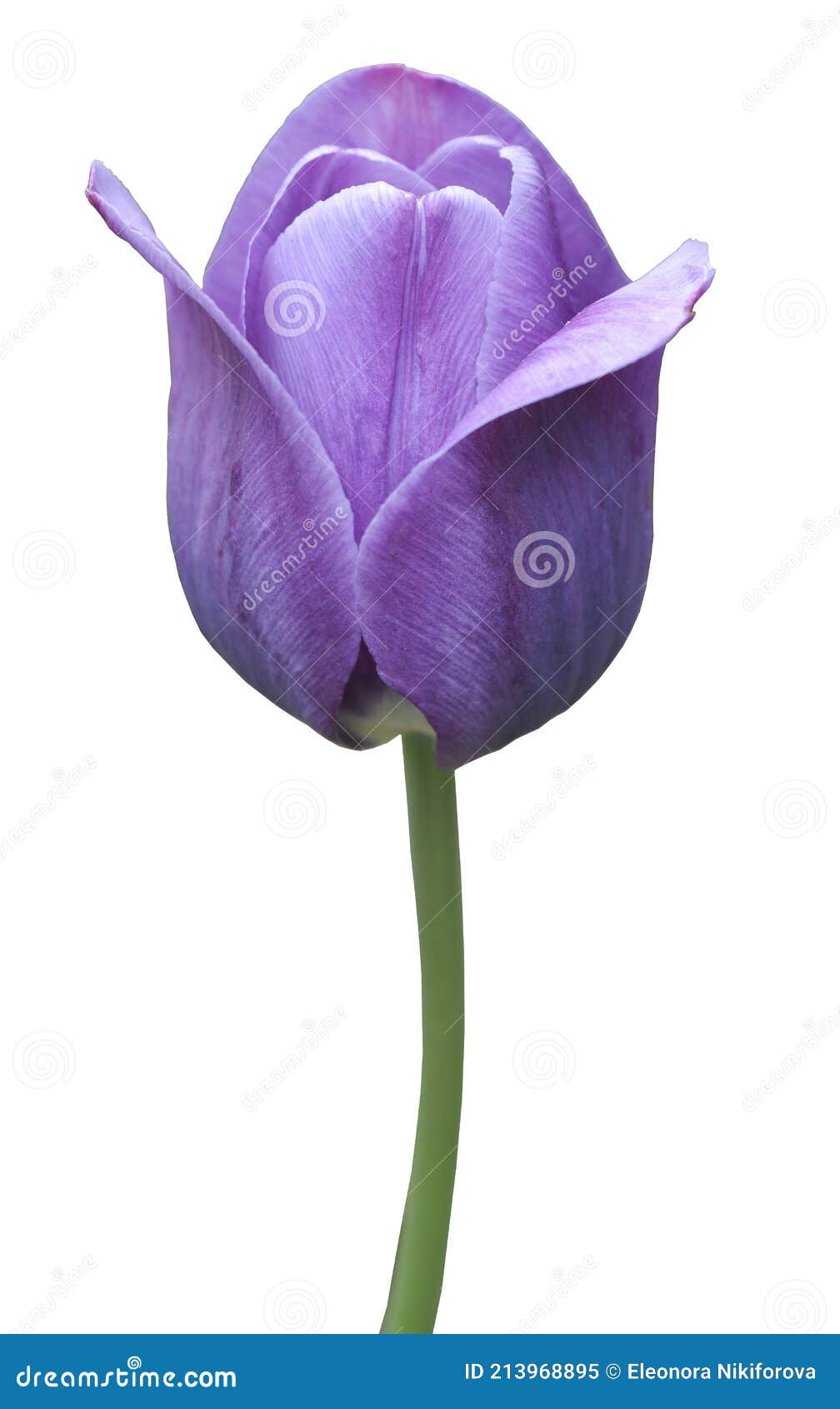 Purple Tulip on a White Background, Side View, Close-up Stock Image ...
