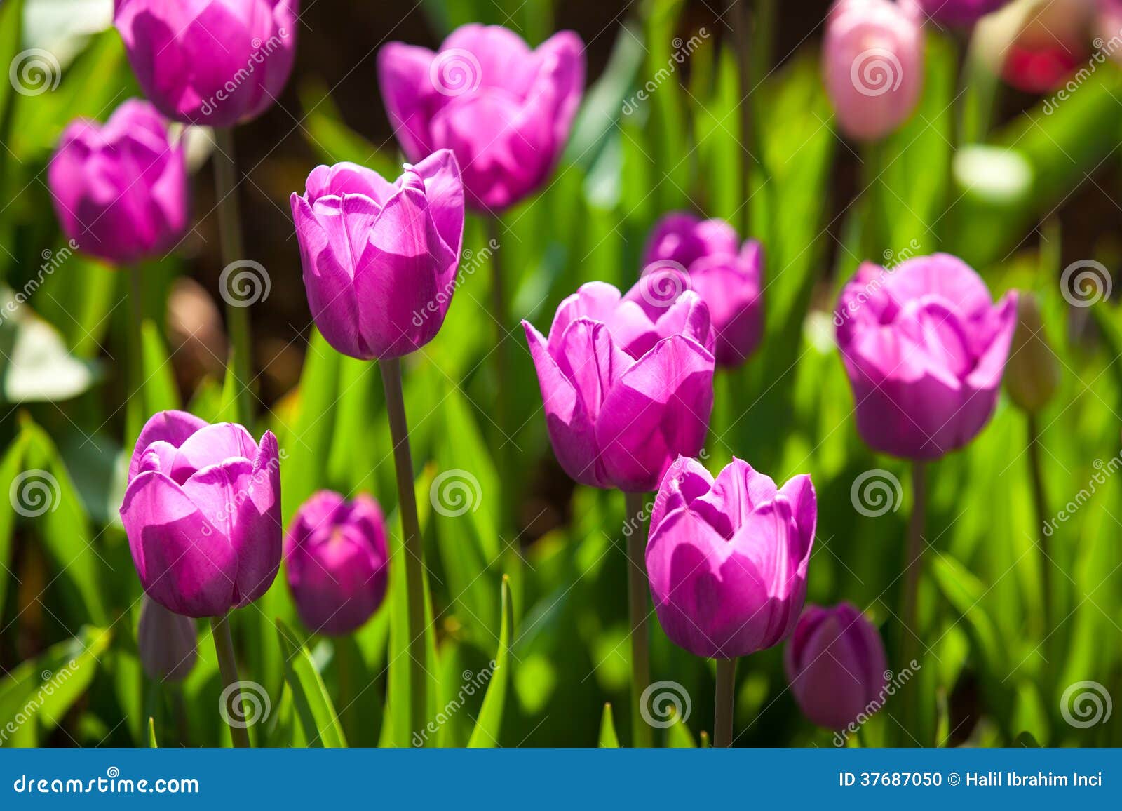 Purple Tulips stock photo. Image of copyspace, floral - 37687050