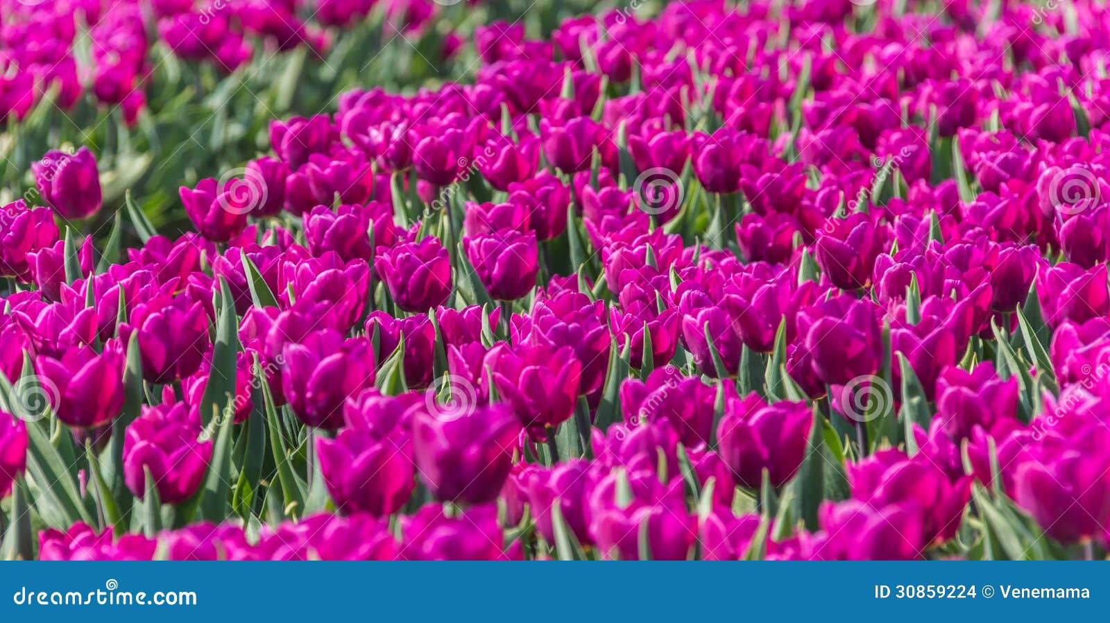 Purple tulips field stock photo. Image of landscape, colorful - 30859224