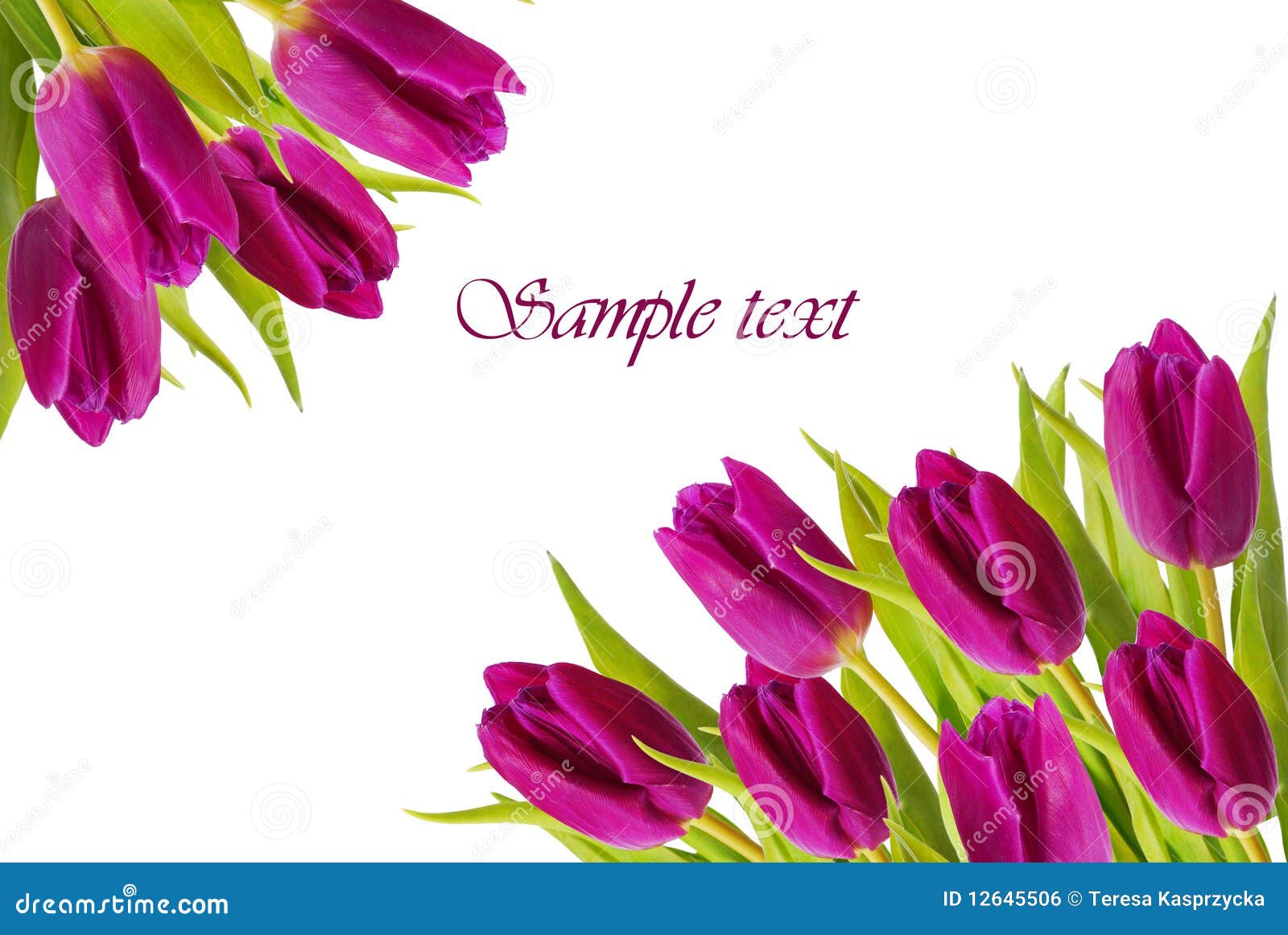 Purple tulips frame stock photo. Image of petal, spring - 12645506