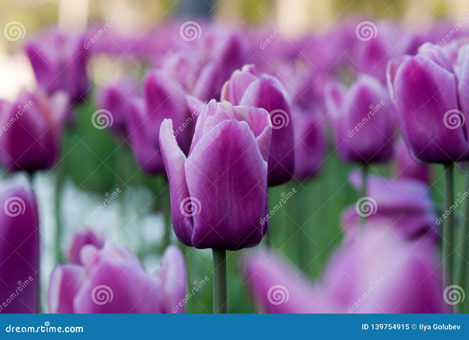 Purple Tulips Growing Outside Stock Image - Image of background, colour ...