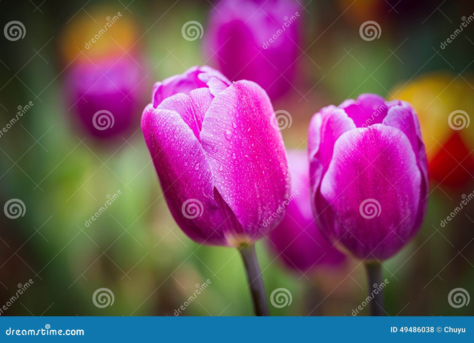 Purple tulips macro stock photo. Image of purple, background - 49486038