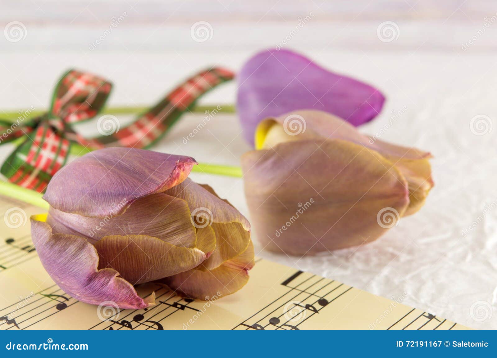 Tulips On A Music Notes Paper Stock Photography | CartoonDealer.com ...