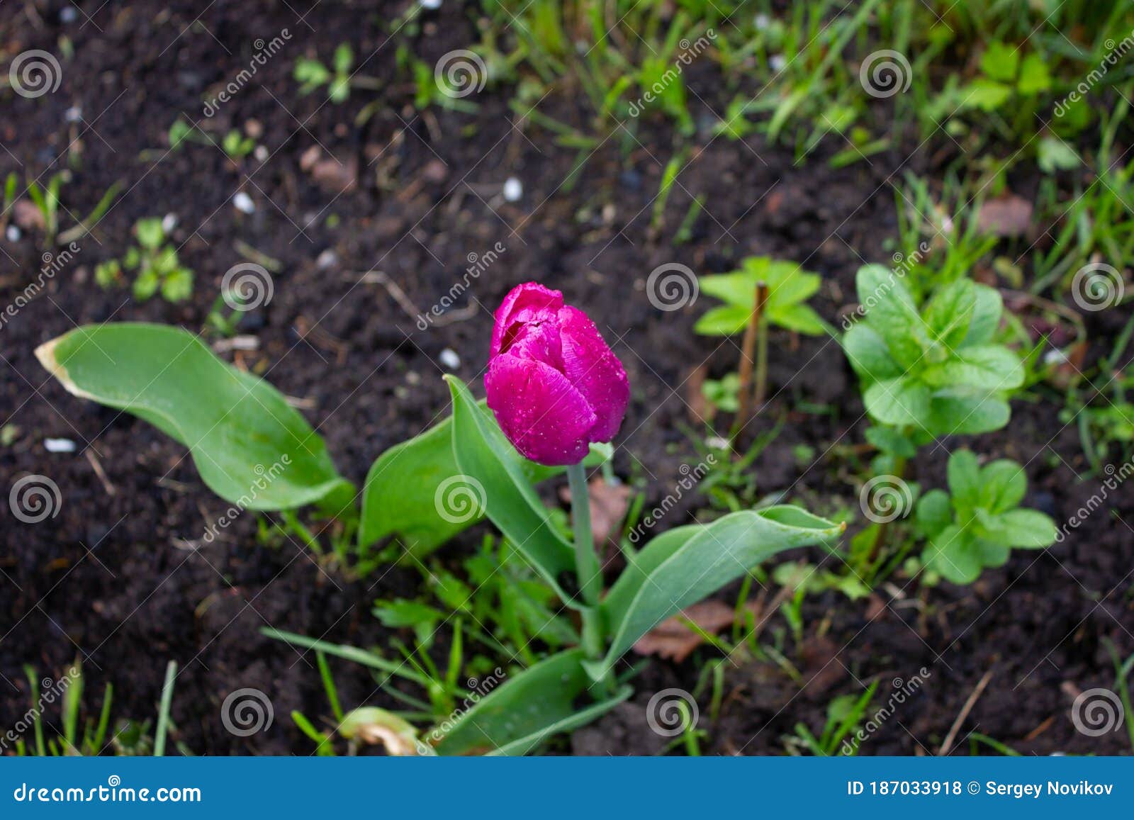 Colorful Tulpan Flower Bouquet Royalty-Free Stock Photo | CartoonDealer ...