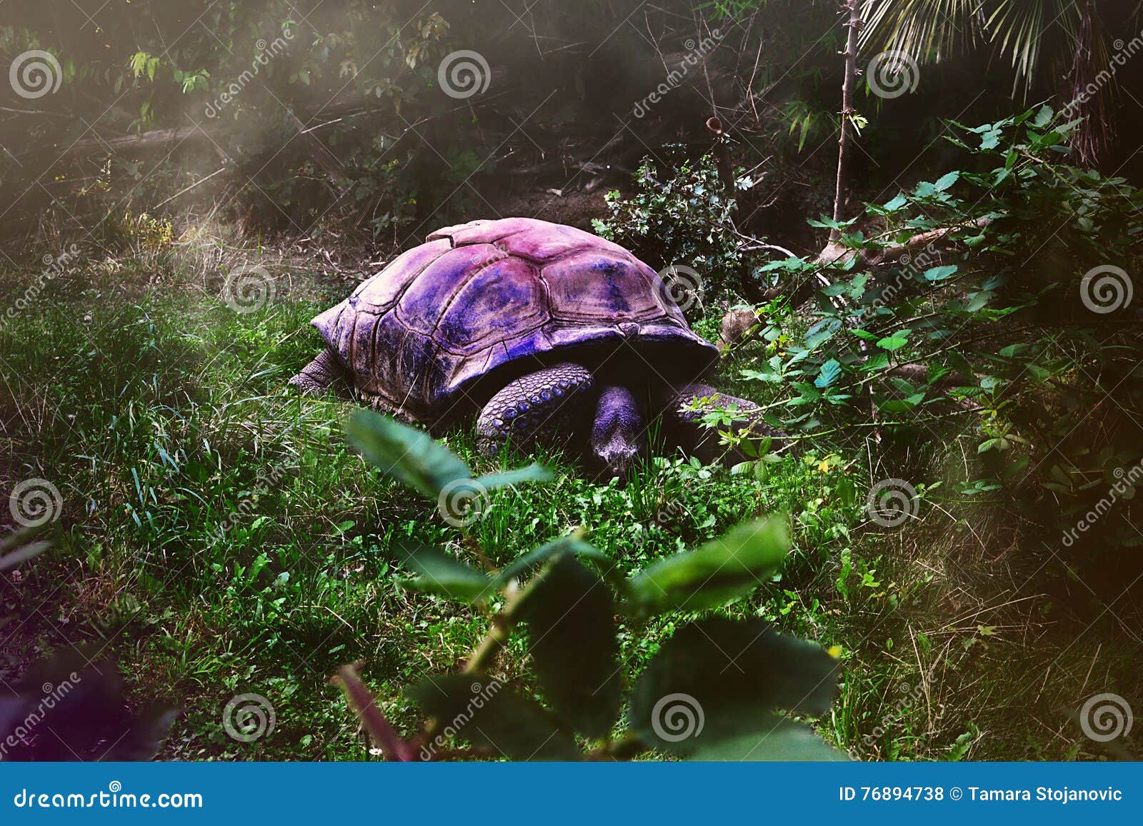 Purple turtle stock photo. Image of purple, green, greenpurple - 76894738