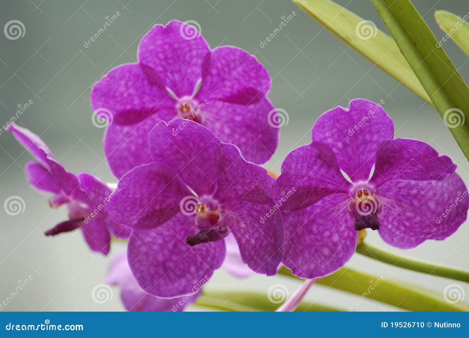 Purple vanda orchid stock photo. Image of orchid, nature - 19526710