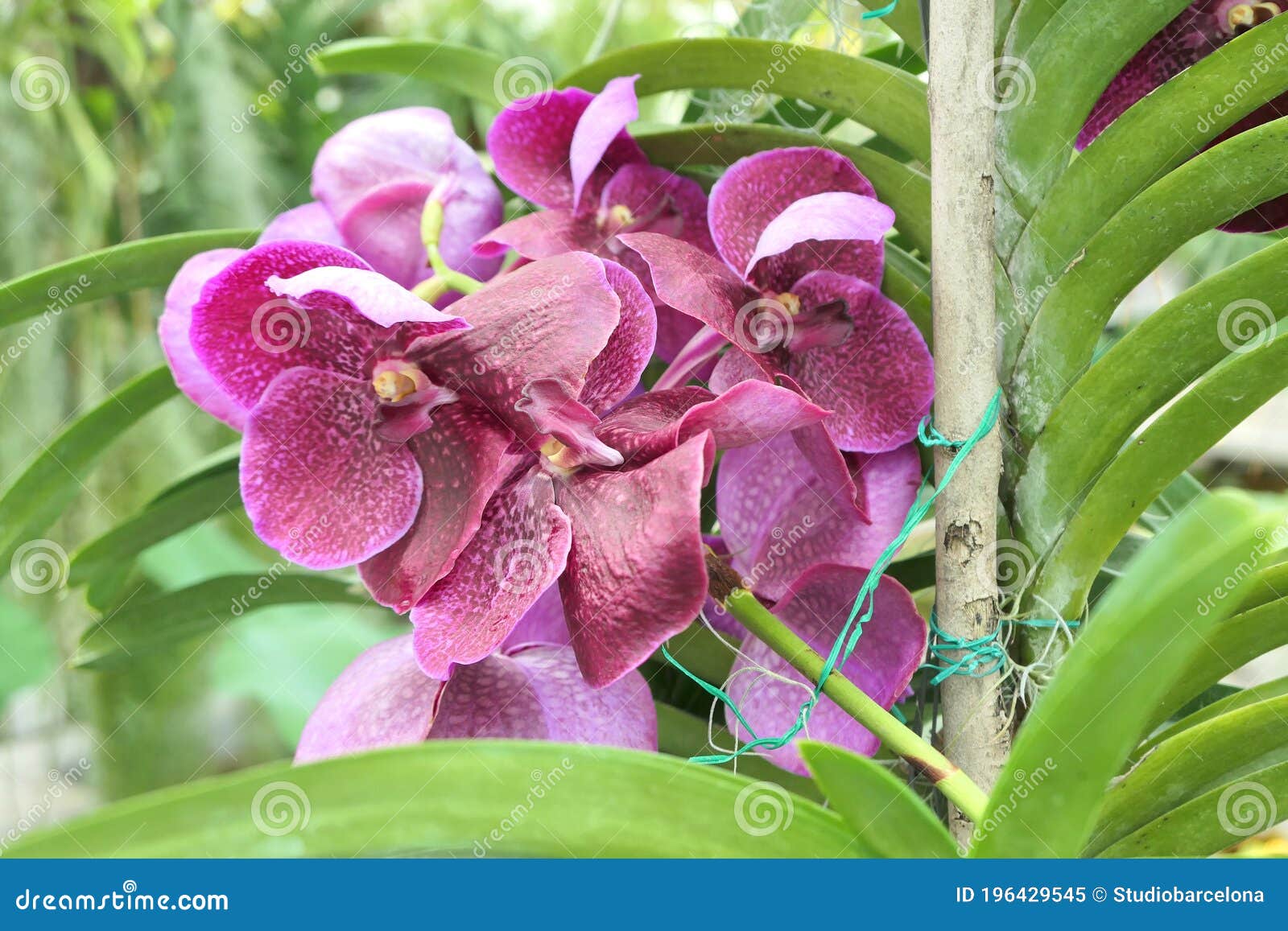 Purple Vanda Orchid Flowers Close Up Stock Image - Image of flower ...