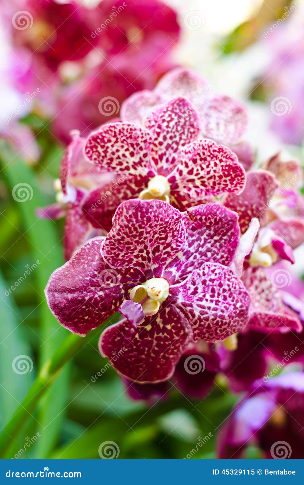 Purple Vanda orchid stock image. Image of nature, brightons - 45329115