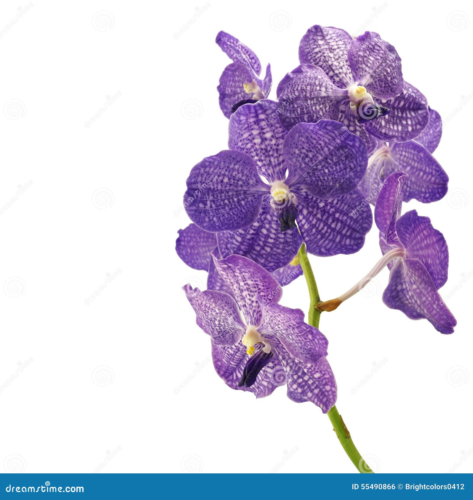 Purple Vanda Orchid With Natural Green Background With Natural Light ...
