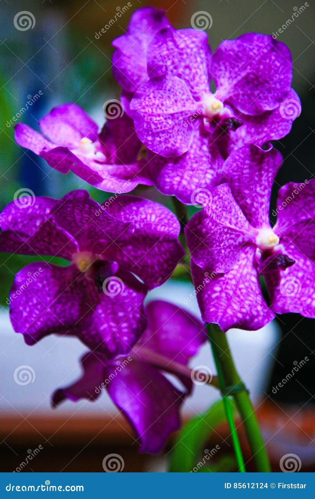 Purple Vanda Orchid stock photo. Image of nature, blue - 85612124