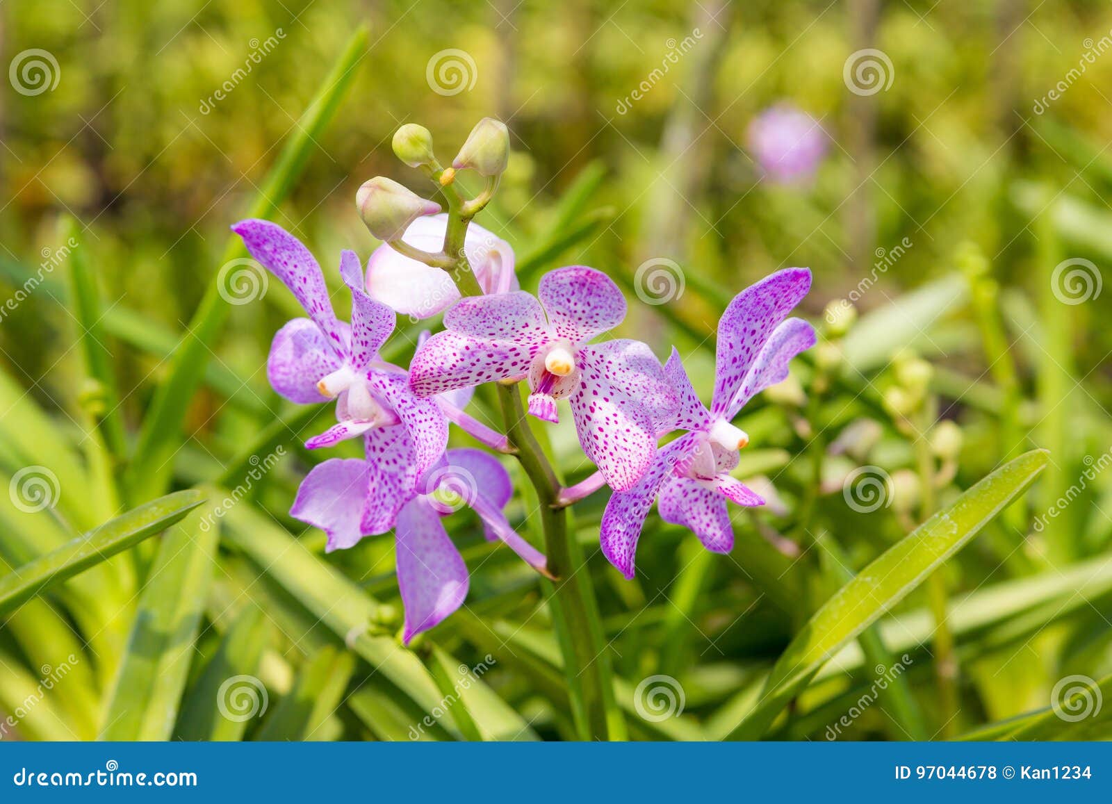 Purple vanda orchids stock photo. Image of plant, spring - 97044678