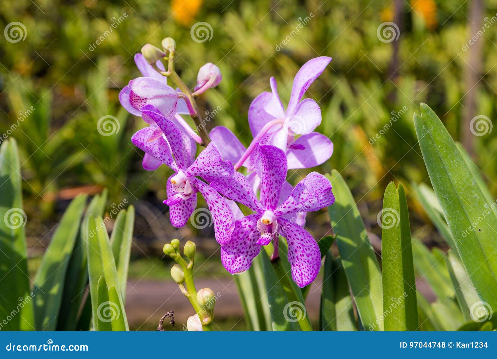 Purple vanda orchids stock photo. Image of plant, flora - 97044748