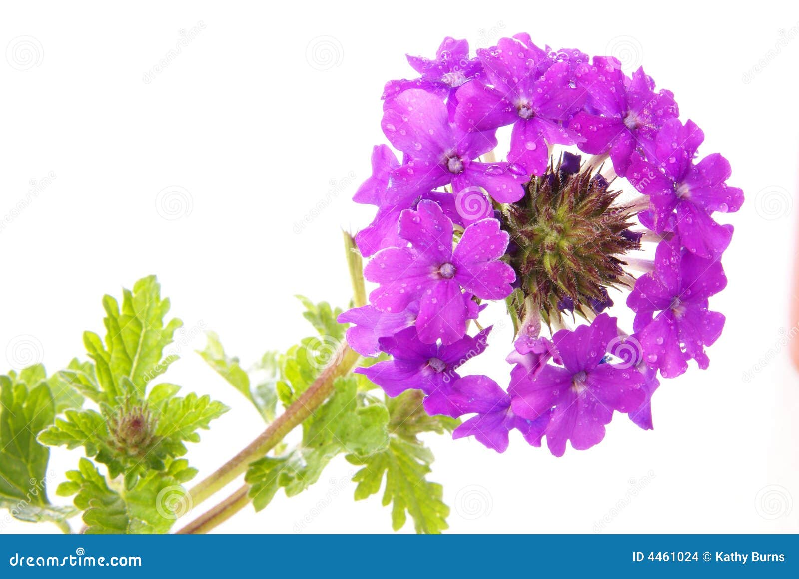Purple Verbena stock photo. Image of xeriscaping, plant - 4461024