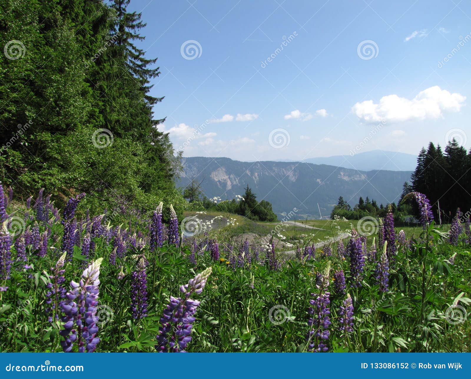 Purple view in Carinthia stock photo. Image of purple - 133086152