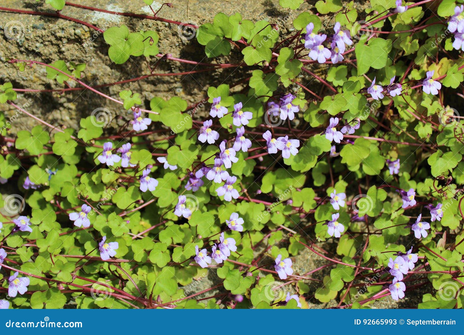 Purple vines with flowers stock image. Image of green - 92665993