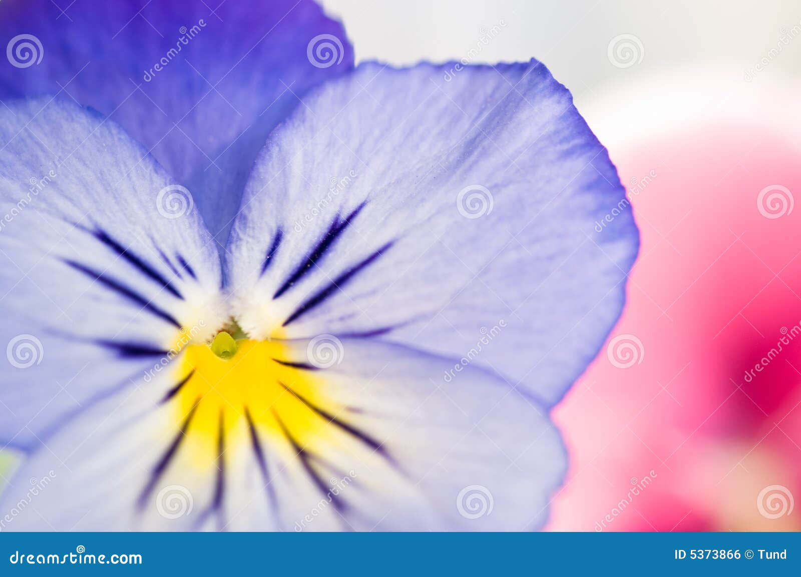 Purple Viola stock photo. Image of floral, freshness, flora - 5373866